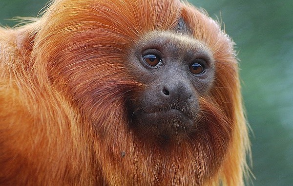 Golden Lion Tamarin Conservation Project | Rio Native